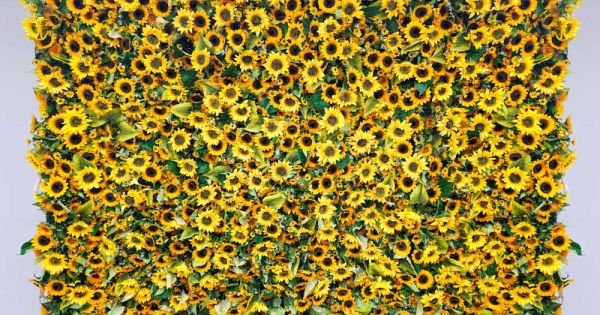 Sunflower - Backdrops